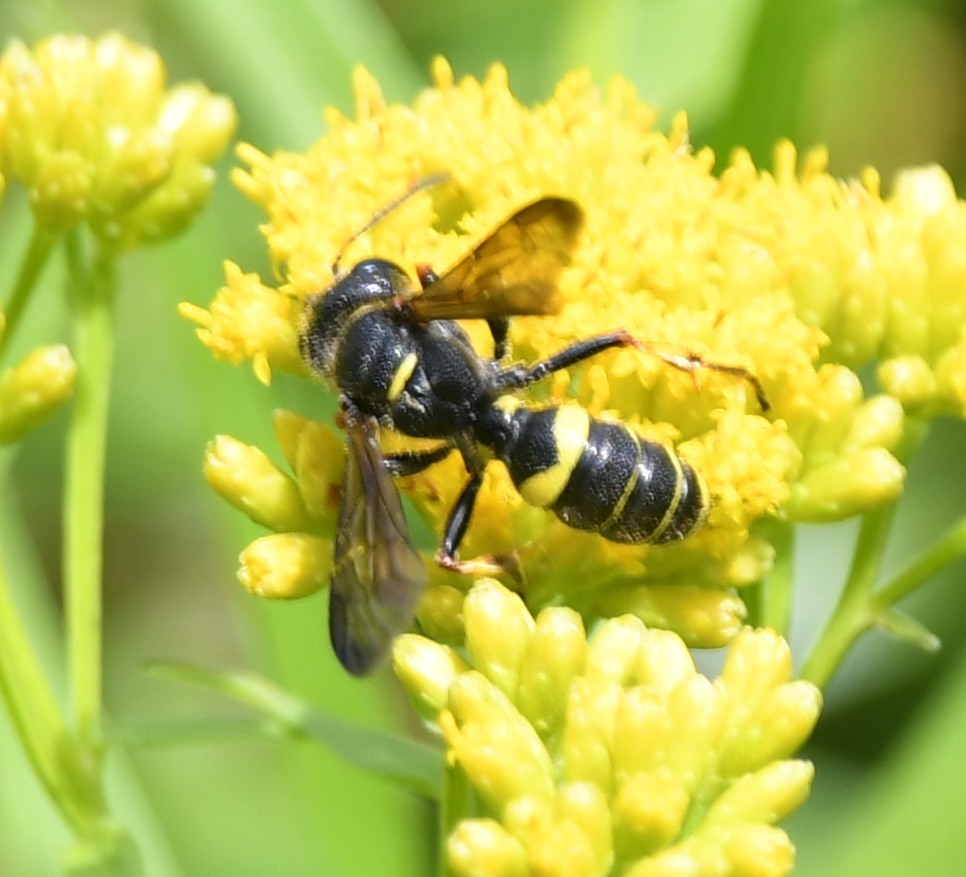 Typical Weevil Wasps and Allies from Randolph County, WV, USA on August ...