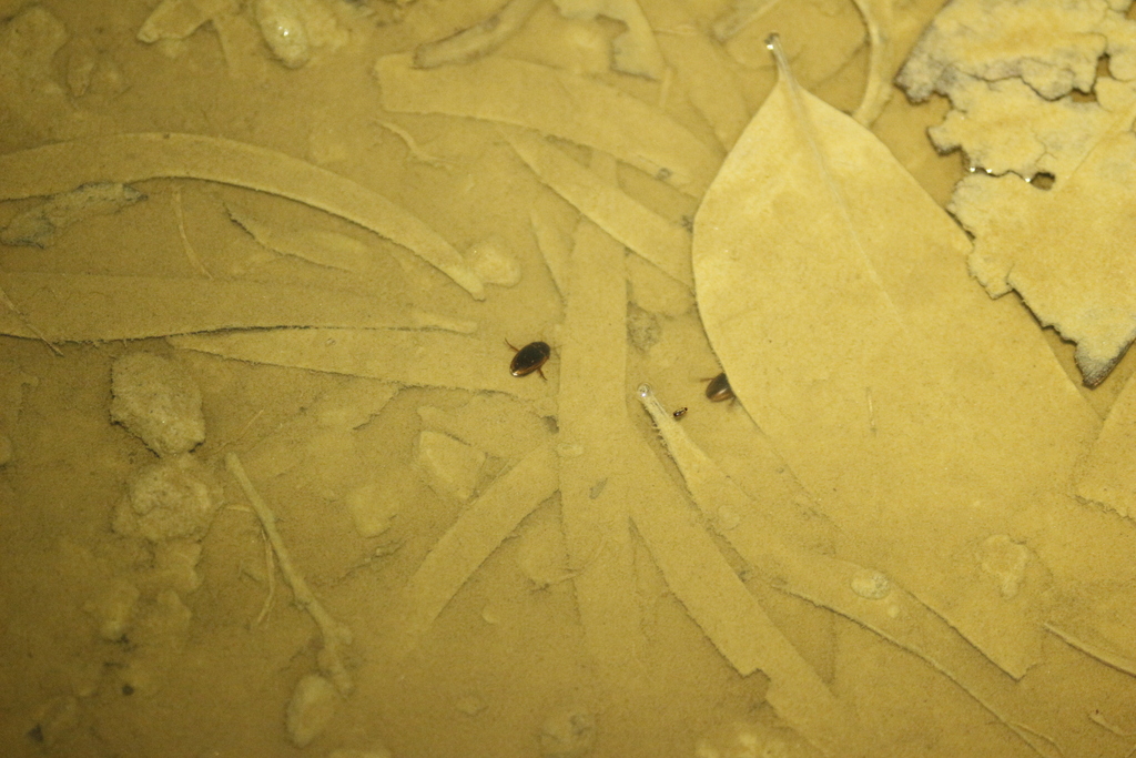 Copelatus from 台灣高雄市 on August 12, 2022 at 09:03 PM by Tahic Kolas ...