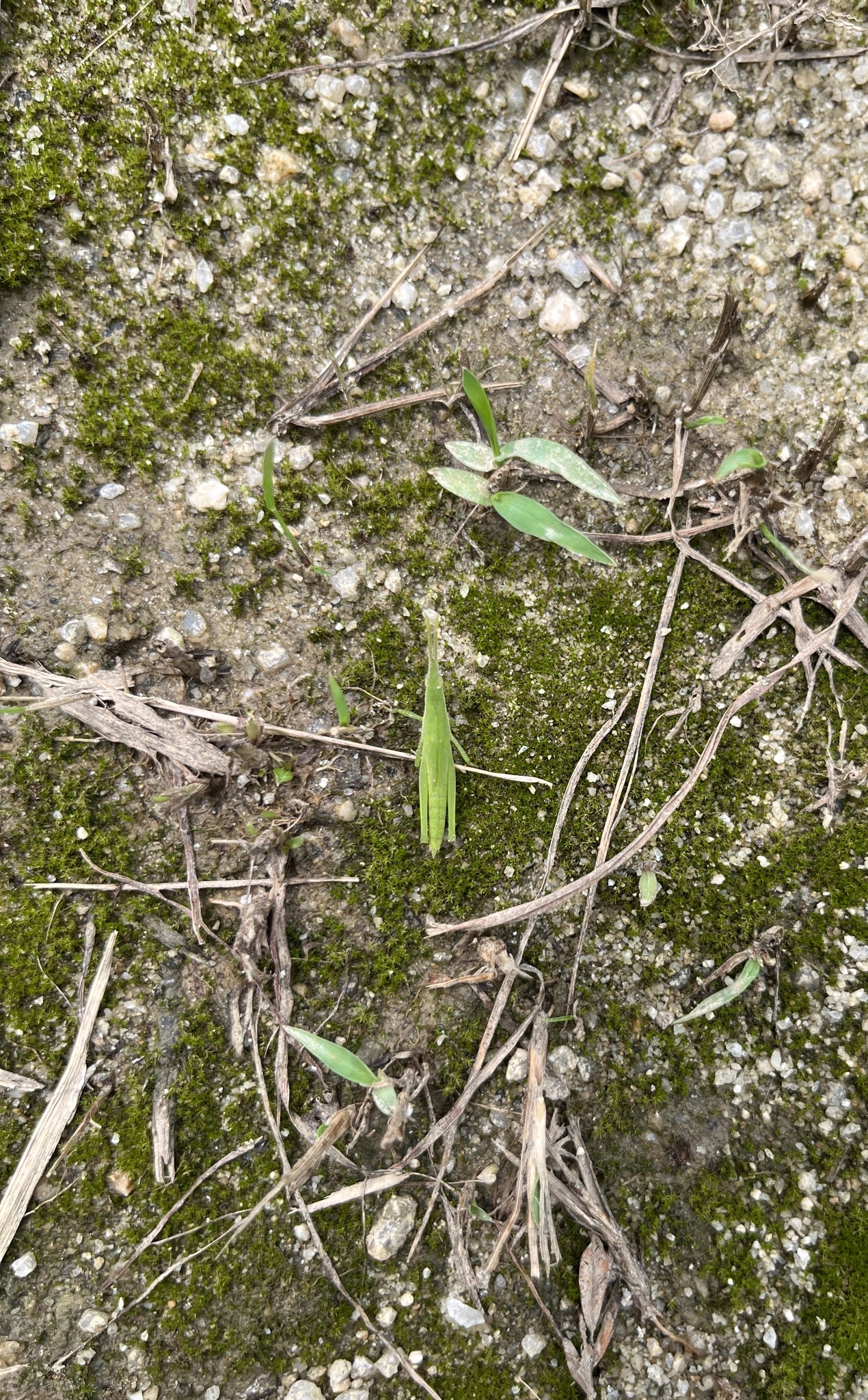 Atractomorpha lata (Mochulsky, 1866)