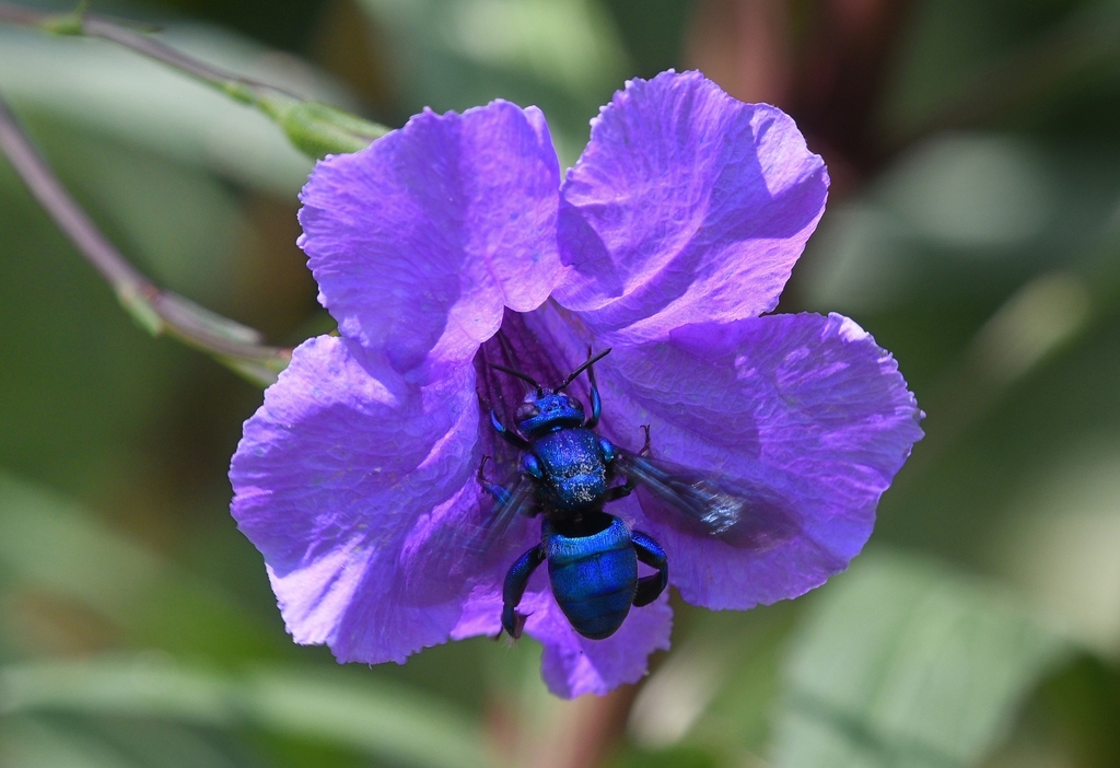 Aztec Cuckoo-Orchid bee from Monterrey, N.L., México on August 13, 2022 ...