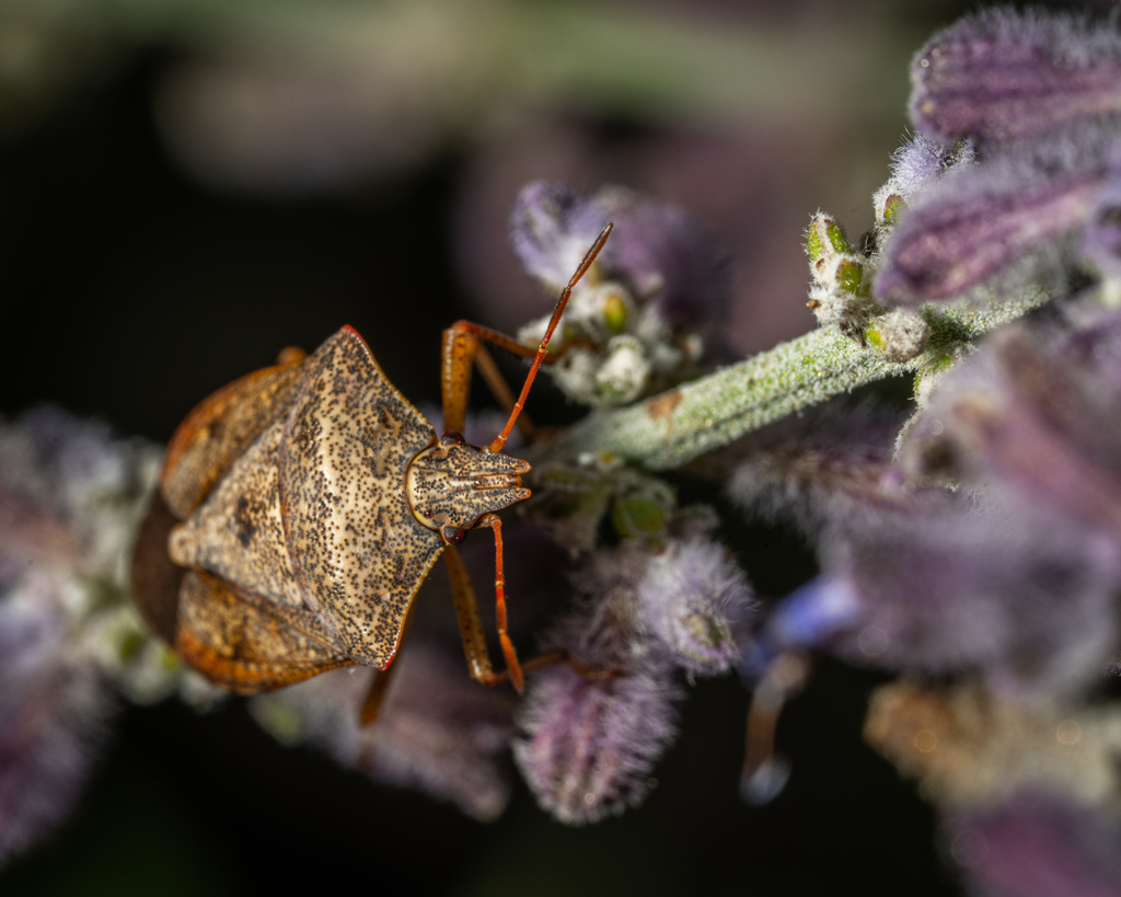 Brown Stink Bugs from Dauphin County, PA, USA on August 13, 2022 at 07: ...