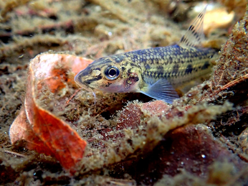Gudgeons (Gobionidae) - Marine Life Identification