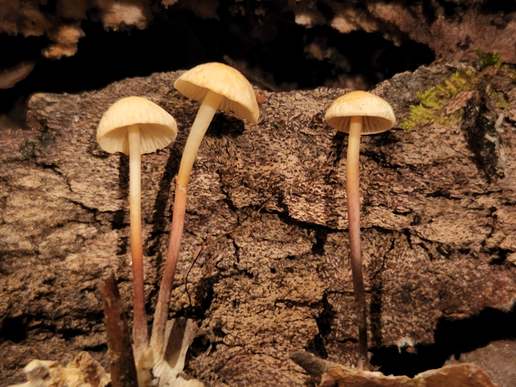 Marasmius delectans from Sugar Creek Township, IN, USA on August 12 ...