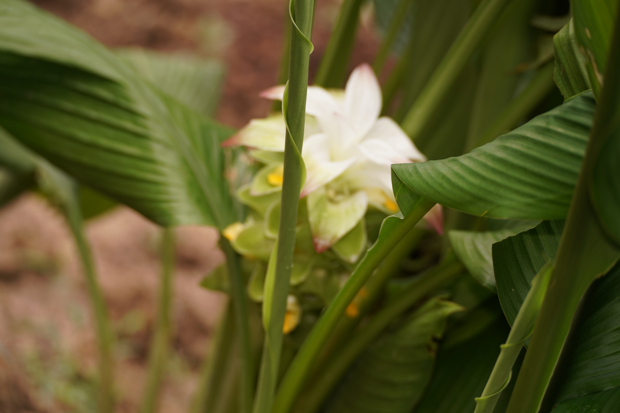 Curcuma longa L.