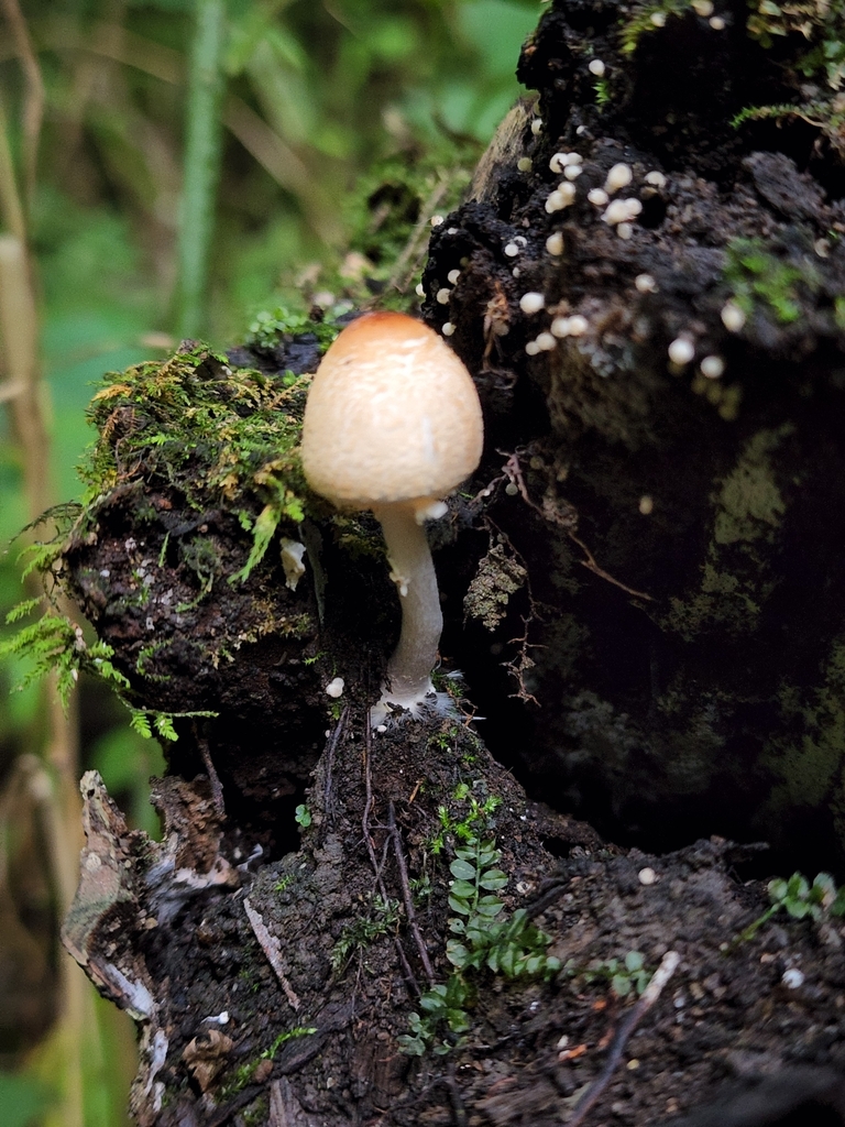 Stinking Dapperling from Parke County, US-IN, US on August 12, 2022 at ...