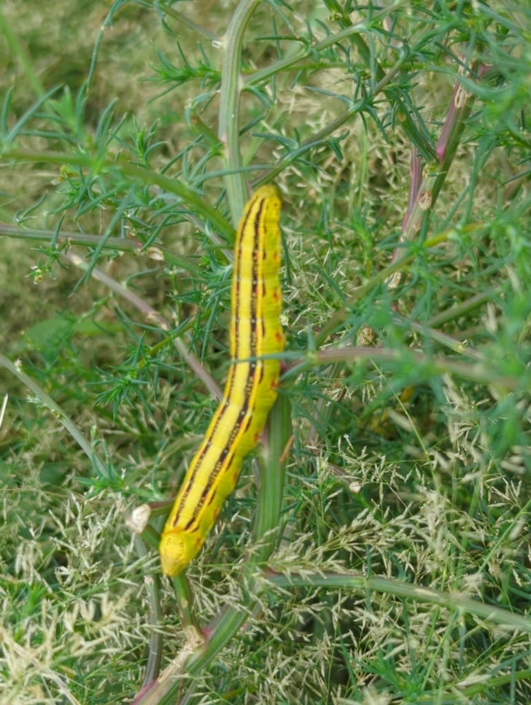 White-lined Sphinx from San Simon, AZ 85632, USA on August 13, 2022 by ...