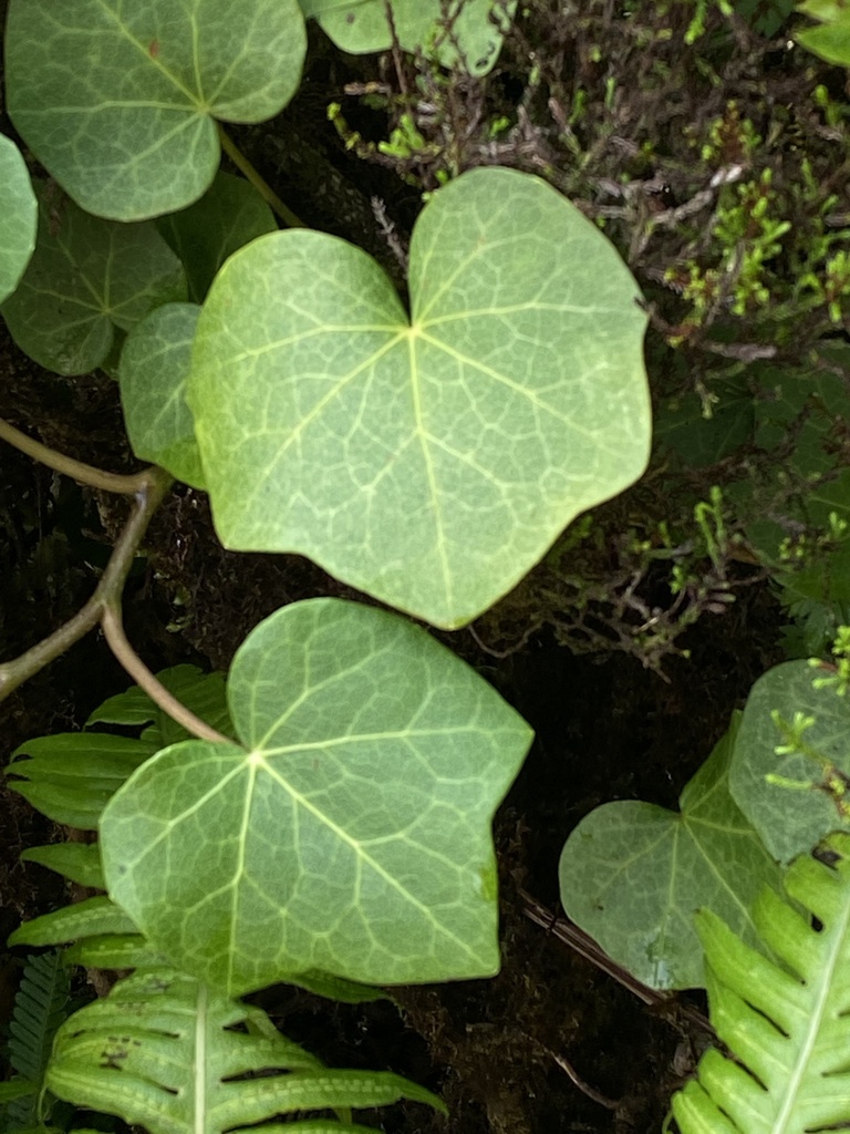 Azores Ivy (Hedera azorica) - Botanical Realm