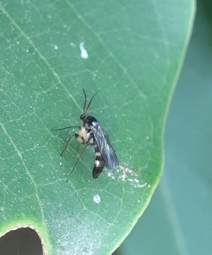 Fungus Gnats and Gall Midges from Sobha Forest View on August 14, 2022 ...