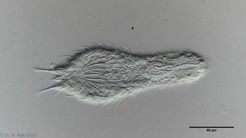 Chaetonotus hoanicus · iNaturalist