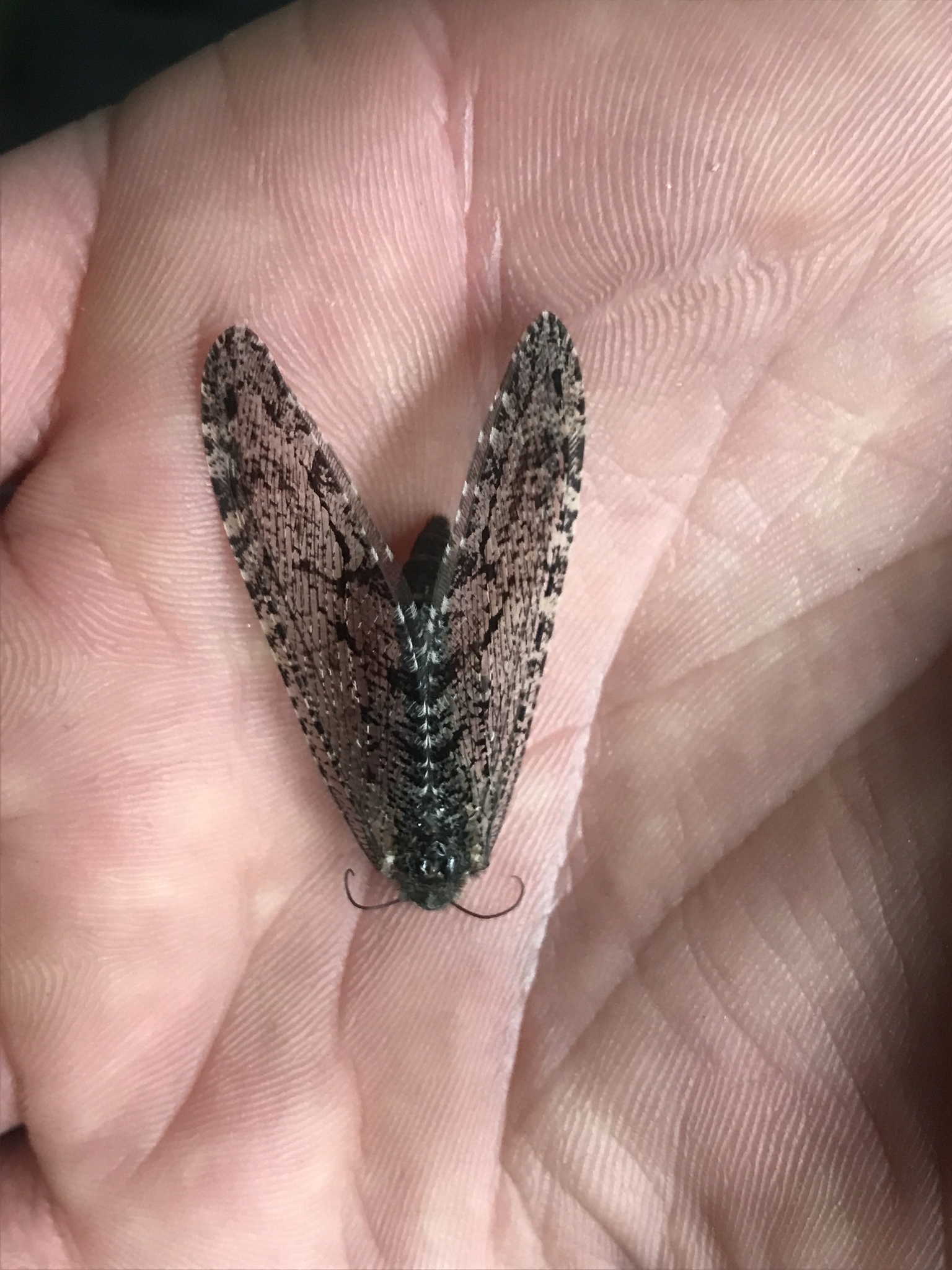 Polystoechotes punctata (Fabricius, 1793)