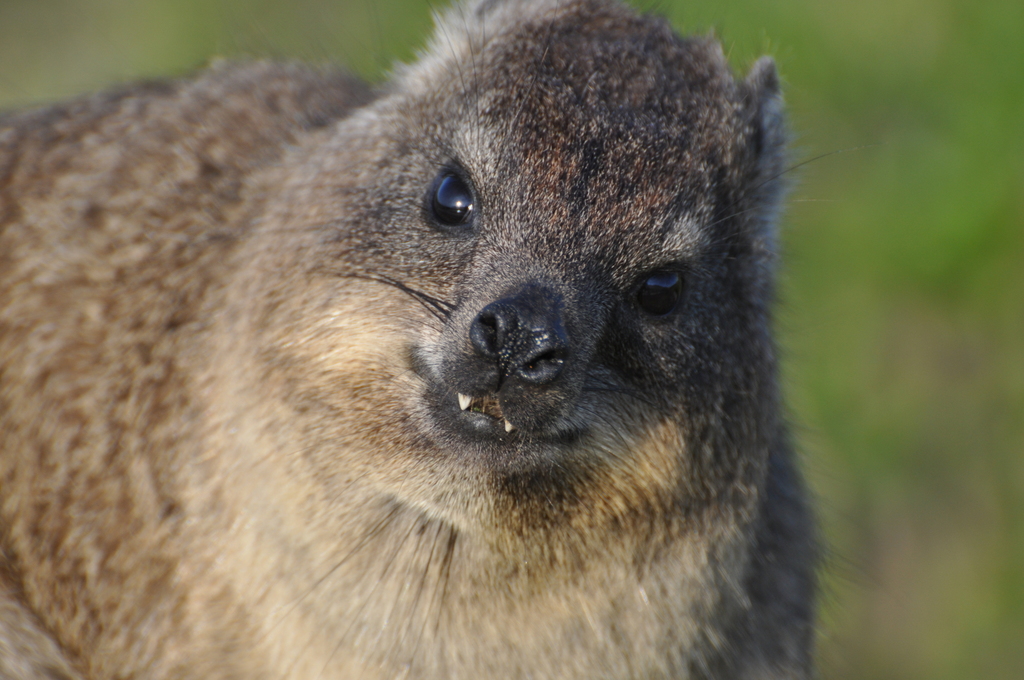 Cape Rock Hyrax from Betty's Bay, Western Cape, South Africa on July 20 ...