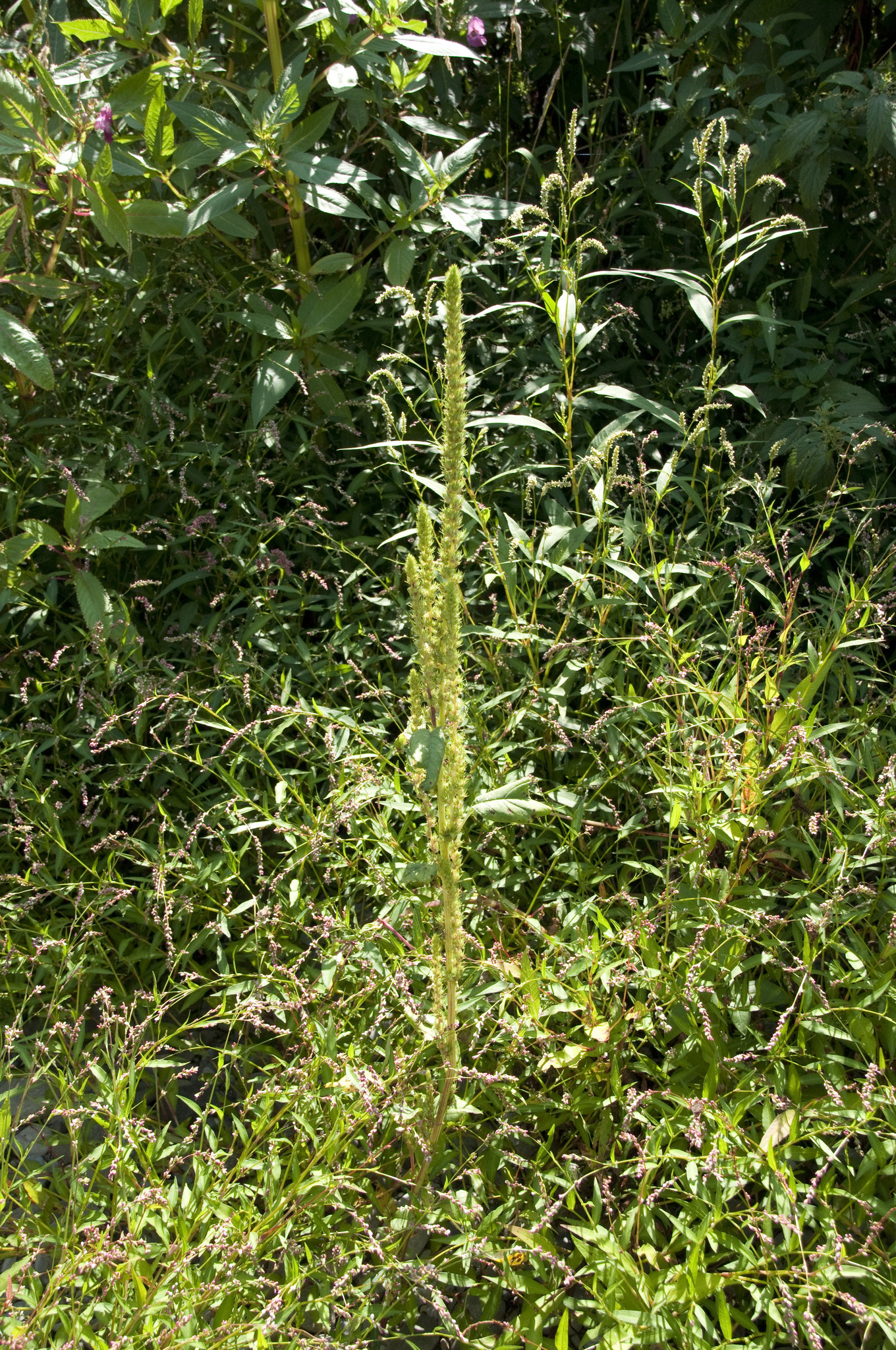 Amaranthus powellii S.Watson