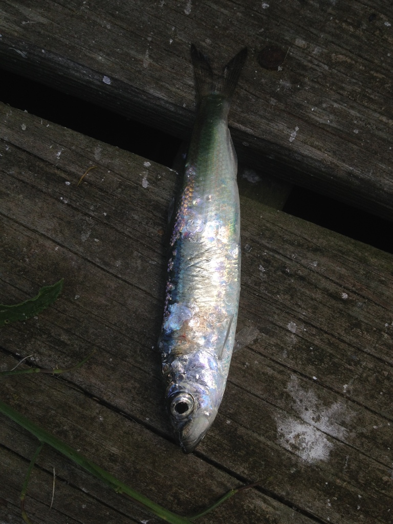 Herrings and Sprats (Clupeidae) - Marine Life Identification