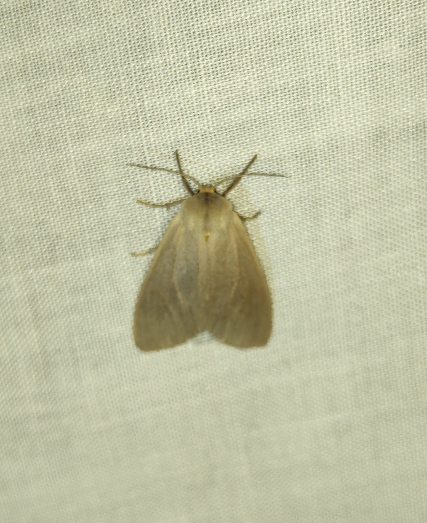 Milkweed Tussock Moth from Lebanon, TN 37090, USA on August 13, 2022 at ...