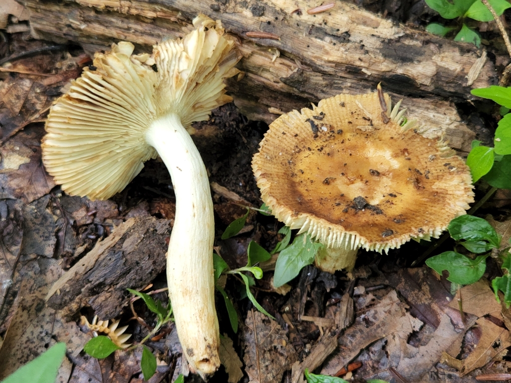 Russula amerorecondita from Montgomery County, US-IN, US on August 13 ...
