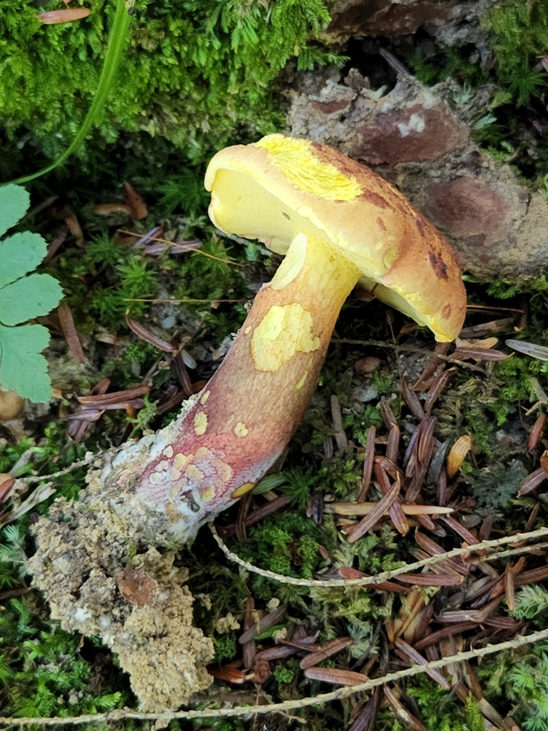 two-colored bolete from Montgomery County, US-IN, US on August 13, 2022 ...