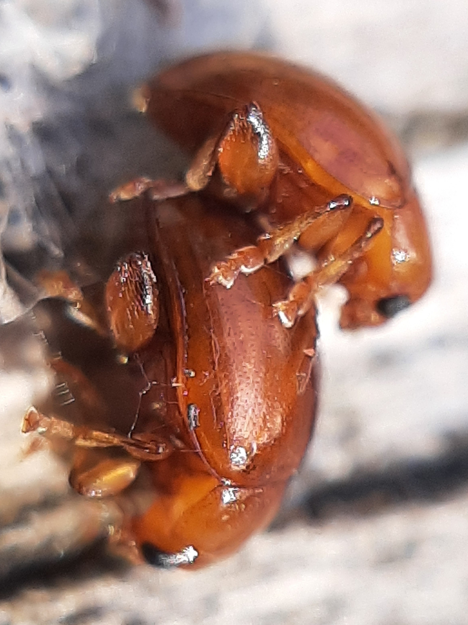 Sphaeroderma testaceum (Fabricius, 1775)