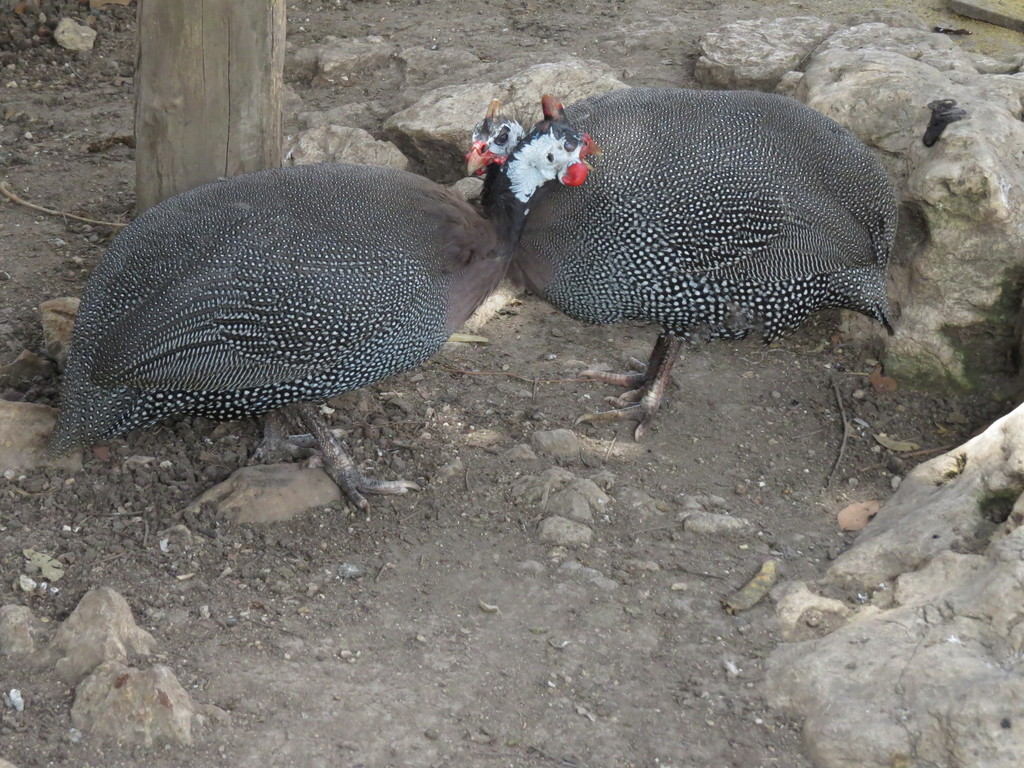 Helmeted Guineafowl from Xmejía, Hopelchén, Campeche on July 16, 2015 ...