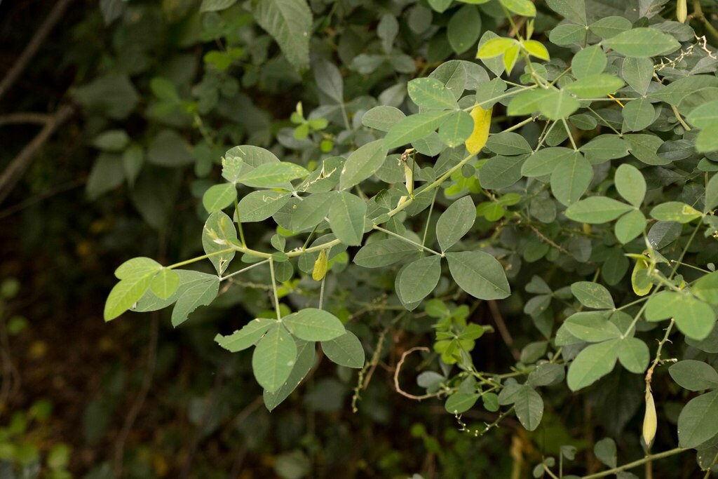 Crotalaria natalensis from Mahlongwana S, Ezembeni, South Africa on ...