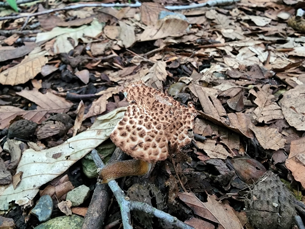Verrucosporaceae from Montgomery County, US-IN, US on August 13, 2022 ...