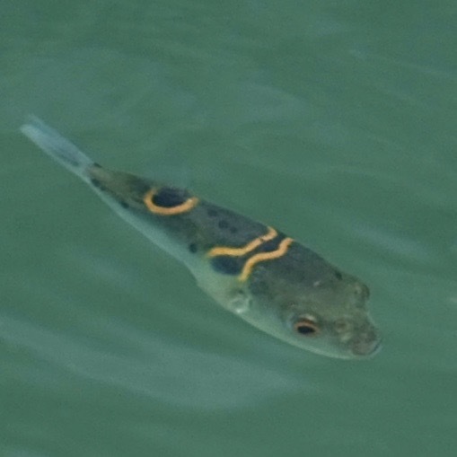 Ocellated Puffer from Discovery Bay, Hong Kong on May 8, 2022 at 03:40 ...