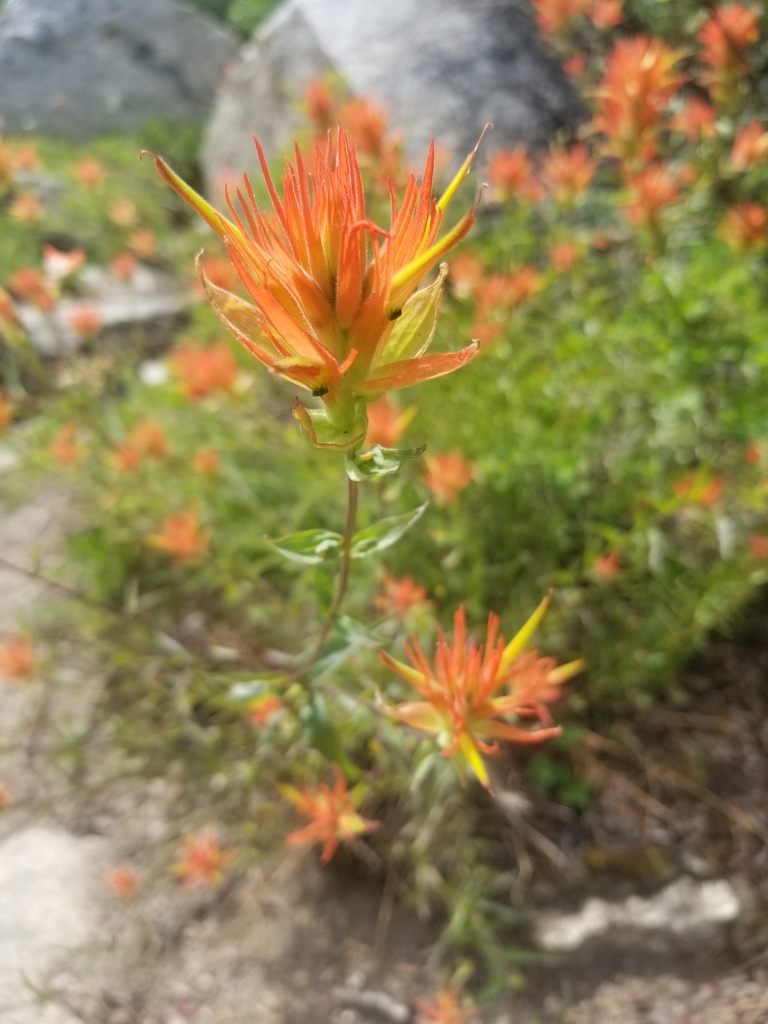 giant red Indian paintbrush from El Dorado County, CA, USA on July 26 ...