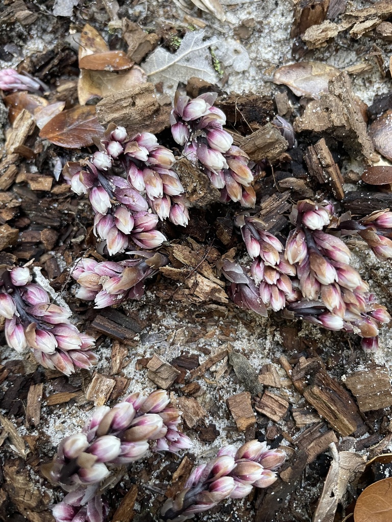 Florida Pygmy Pipes in November 2021 by Scenic Steve. Such a cool find ...