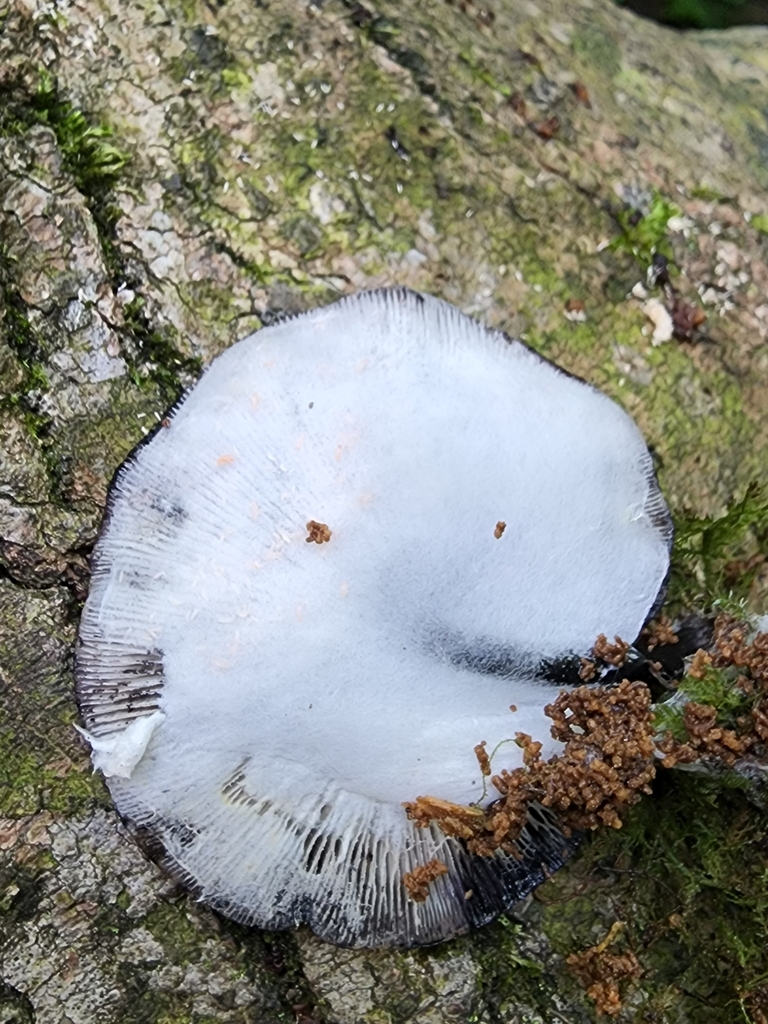 Hypomyces from Montgomery County, US-IN, US on August 13, 2022 at 12:03 ...