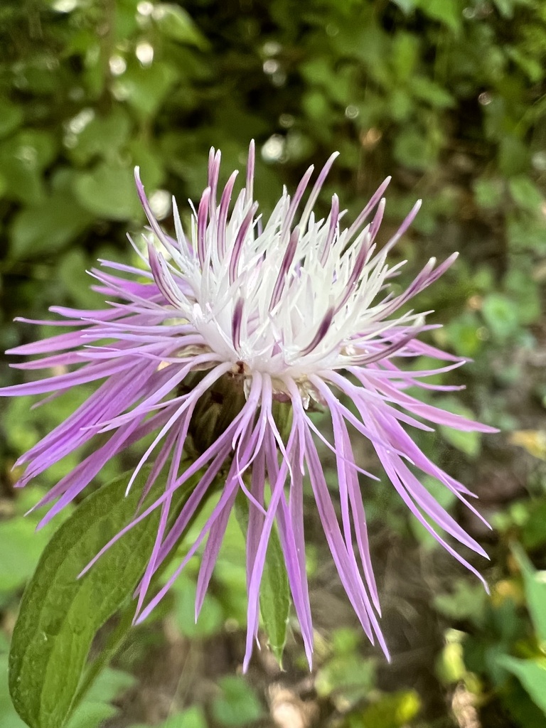 Tyrol knapweed from Rock Creek Trail, Silver Spring, MD, US on August ...