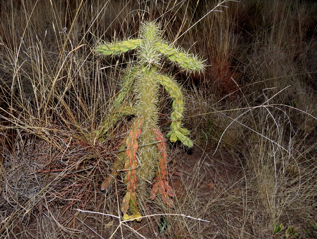 tree cholla from Colesberg, 9795, South Africa on August 1, 2022 at 05: ...