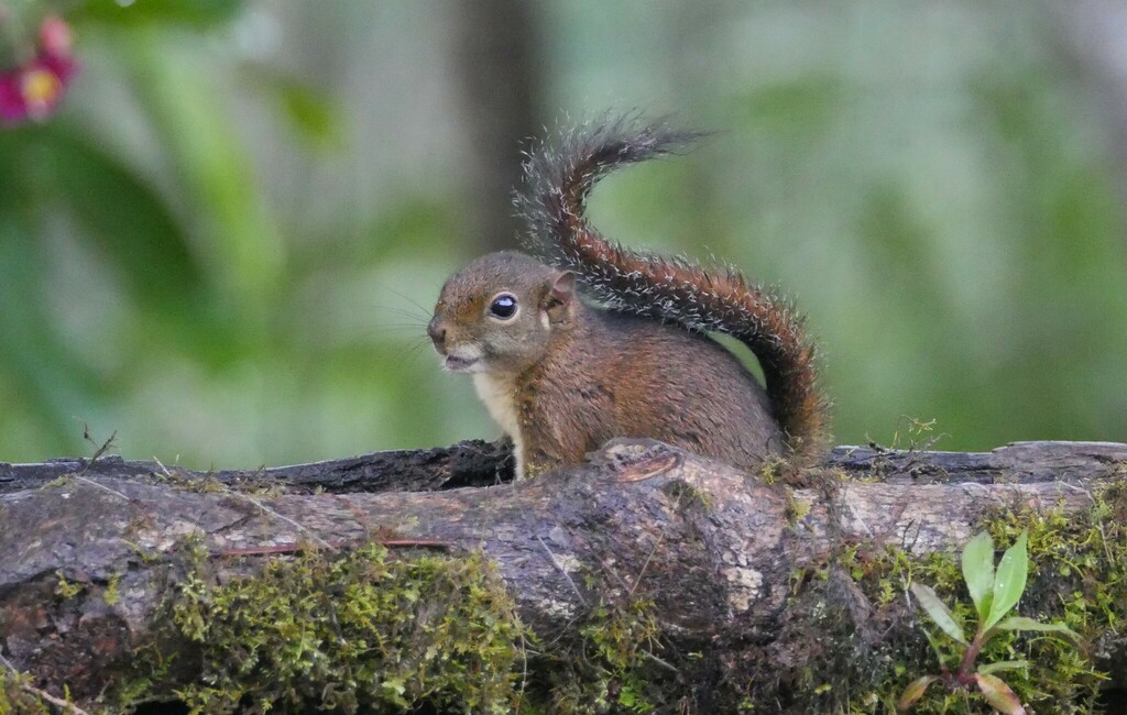 Neotropical Dwarf Squirrels (Microsciurus) - Know Your Mammals