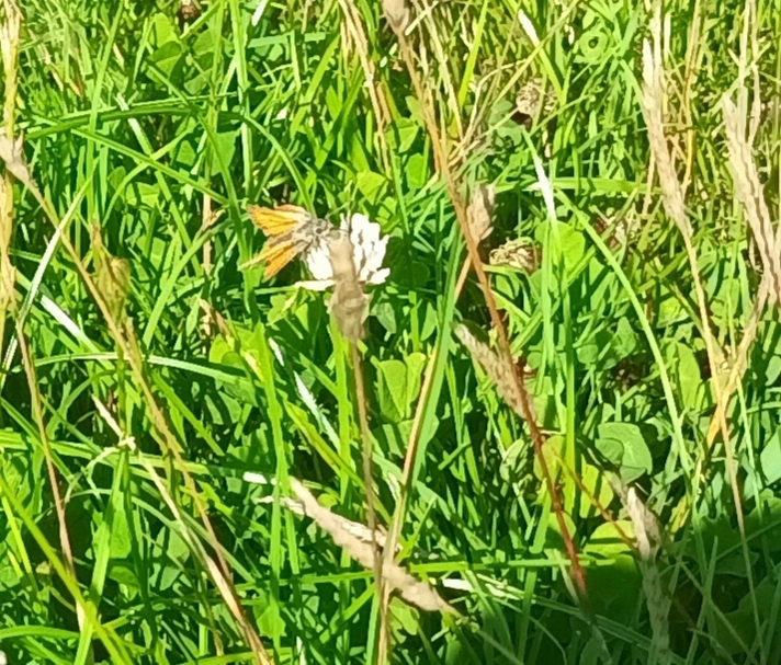Thymelicus from Cowling, Keighley BD22 0NS, UK on August 13, 2022 at 03 ...