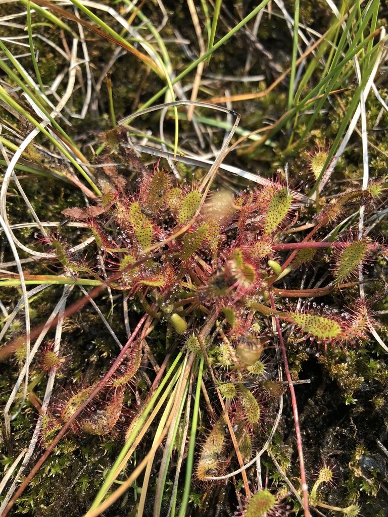 Great Sundew in July 2018 by Michael Kauffmann · iNaturalist