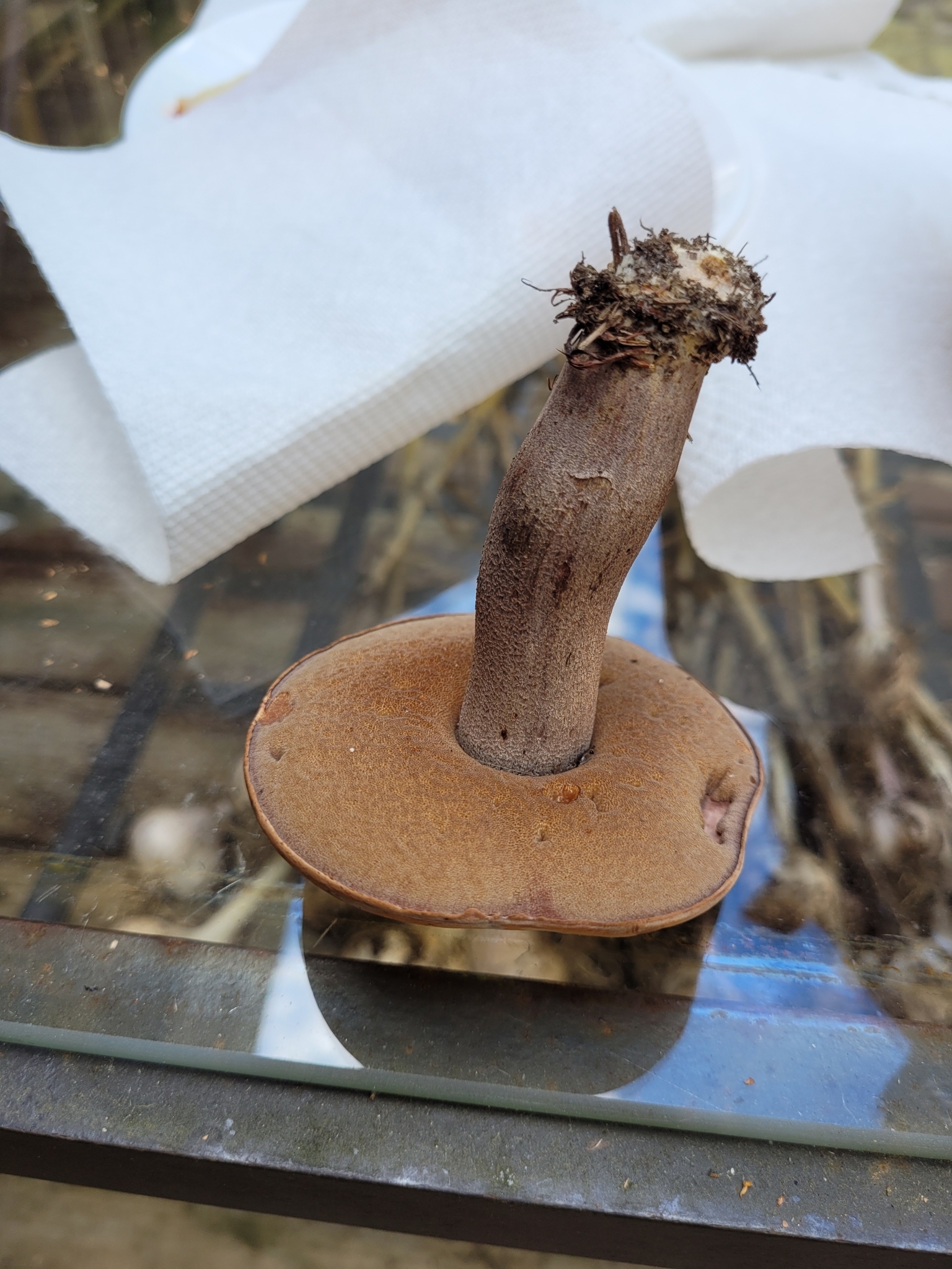 Sutorius eximius (Peck) Halling, Nuhn & Osmundson