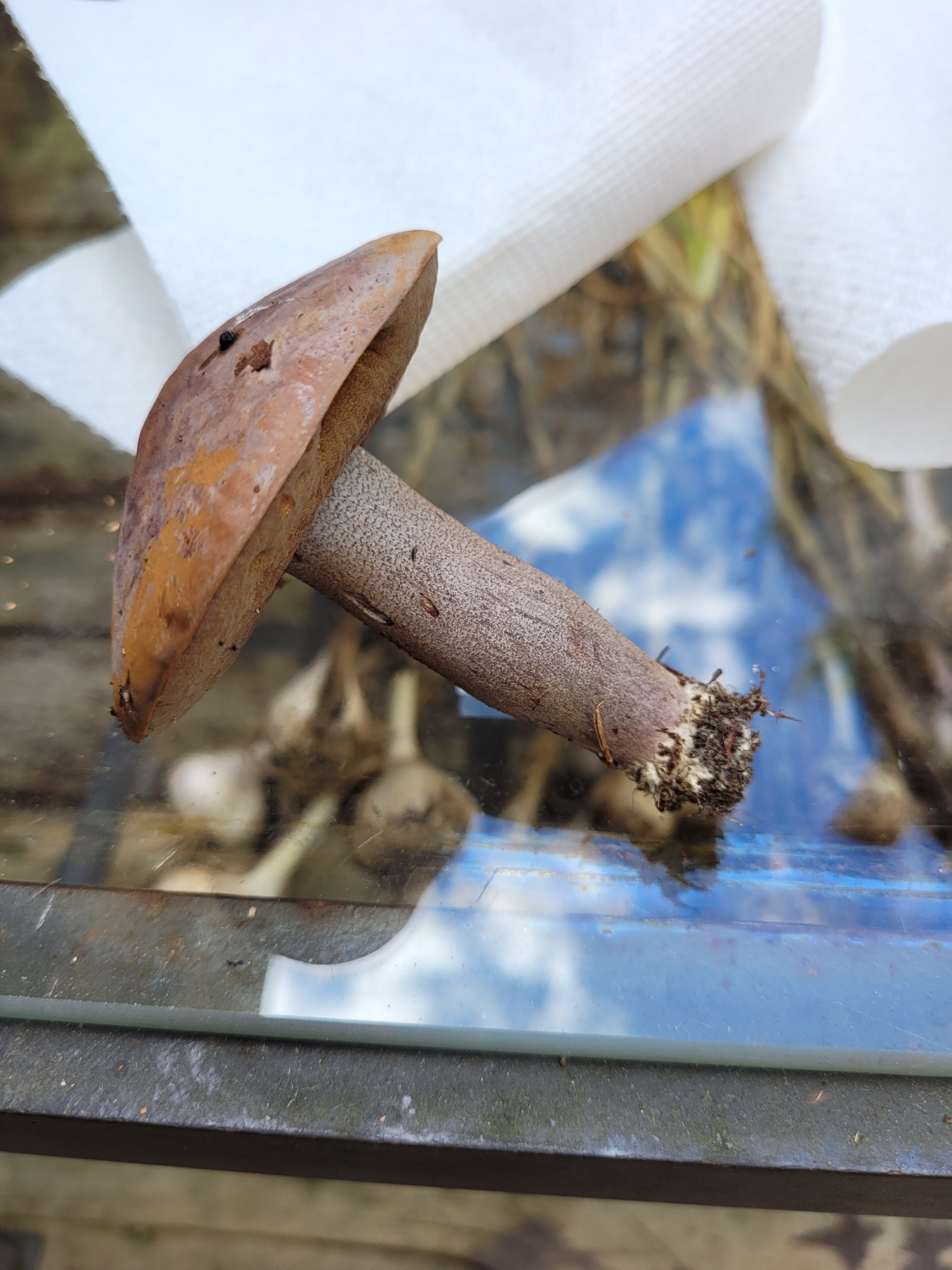 Sutorius eximius (Peck) Halling, Nuhn & Osmundson