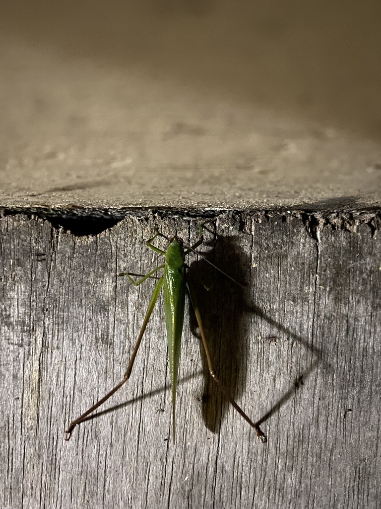 Leaf Katydids from Archidona, Napo, EC on August 13, 2022 at 07:53 PM ...