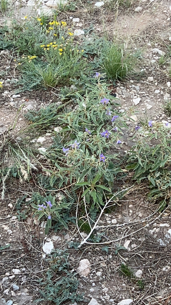 silverleaf nightshade from Hobbs on August 14, 2022 at 11:16 AM by ...