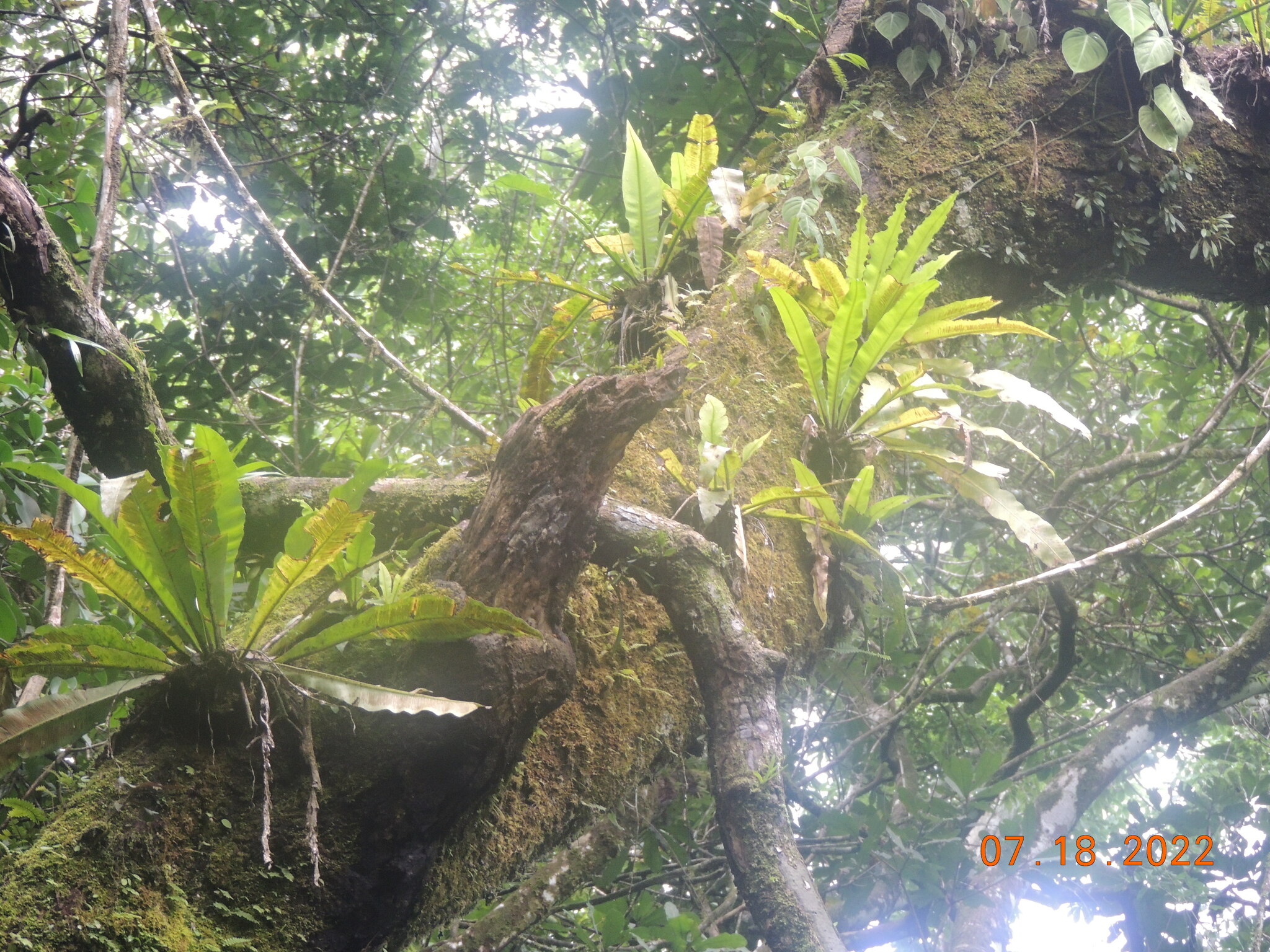 Asplenium serratum L.