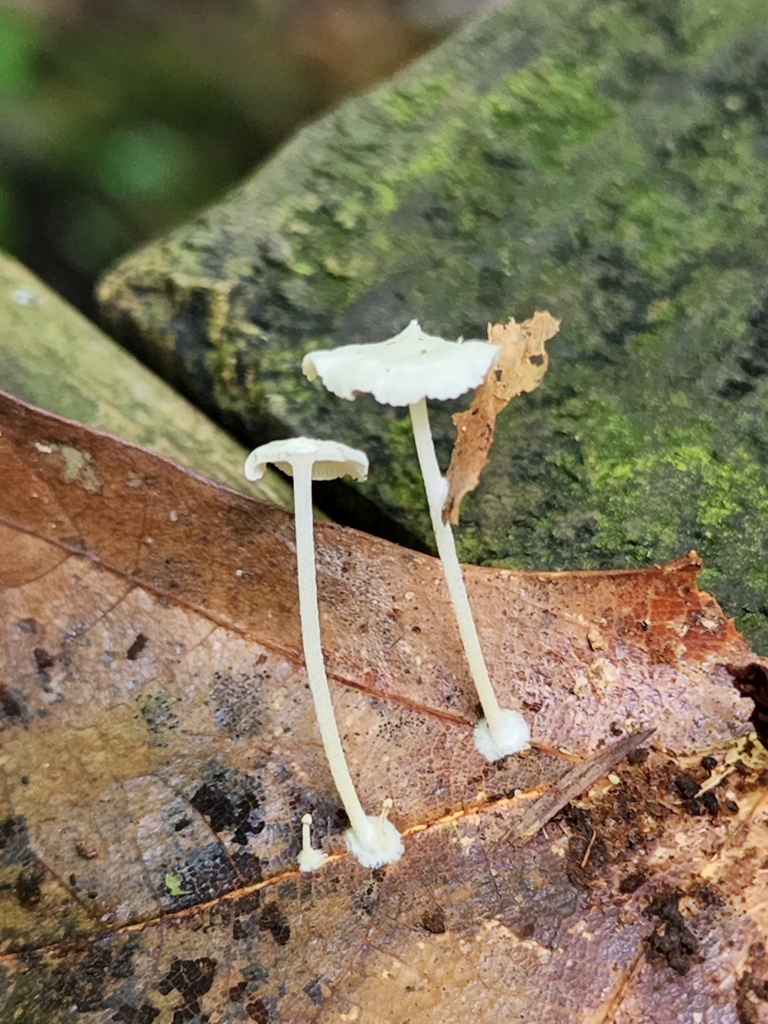 Resinomycena rhododendri from Montgomery County, US-IN, US on August 13 ...