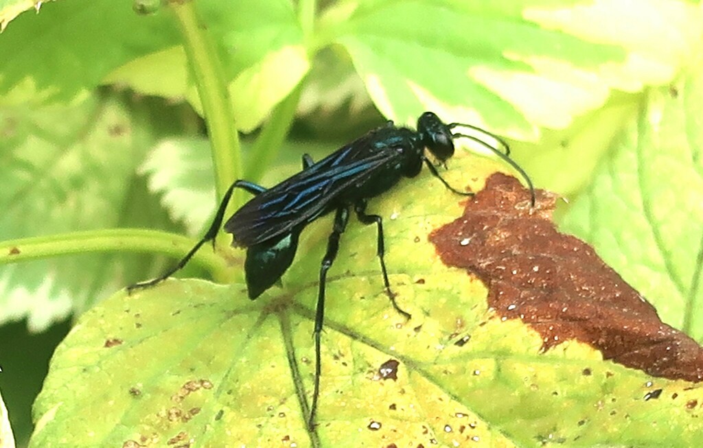 Nearctic Blue Mud-dauber Wasp from St. Catharines, ON, Canada on August ...