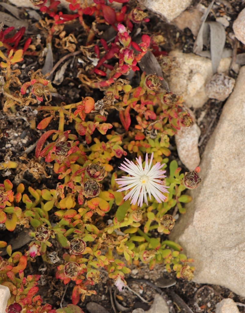 Papillate Solfig from Bergoewer, NW of Still Bay on August 07, 2022 at ...