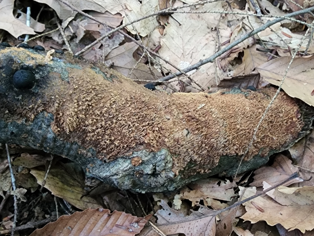 brown-toothed crust fungus from Brown Township, IN, USA on August 13 ...