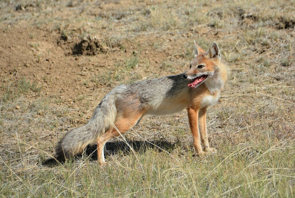 Swift Fox in June 2022 by Chia aka Cory Chiappone. Didn't even notice ...