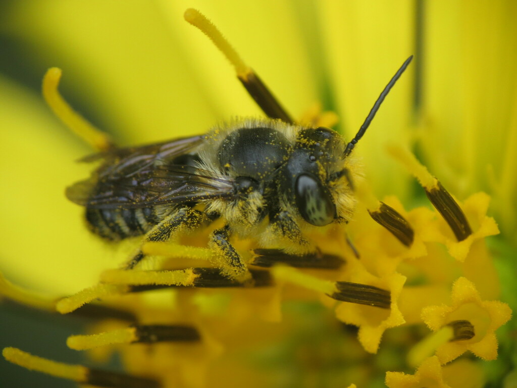 Flat-tailed Leaf-cutter Bee from Rockford, IL, USA on August 14, 2022 ...