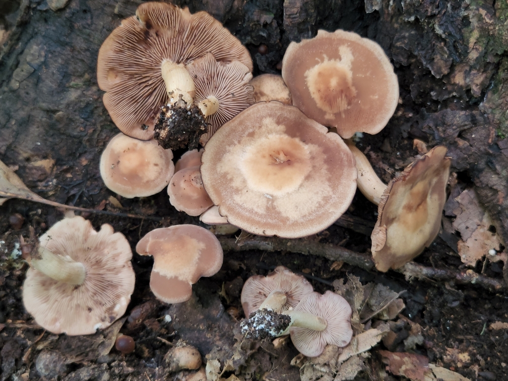chestnut brittlestem from Ripley Township, IN, USA on August 13, 2022 ...