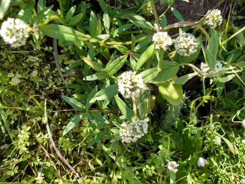 Borreria densiflora · iNaturalist