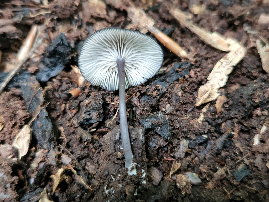 Cyanula from Union Township, IN, USA on August 13, 2022 at 04:17 PM by ...