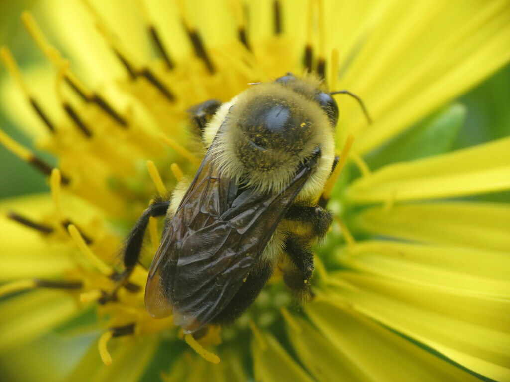 Brown-belted Bumble Bee from Rockford, IL, USA on August 14, 2022 at 12 ...