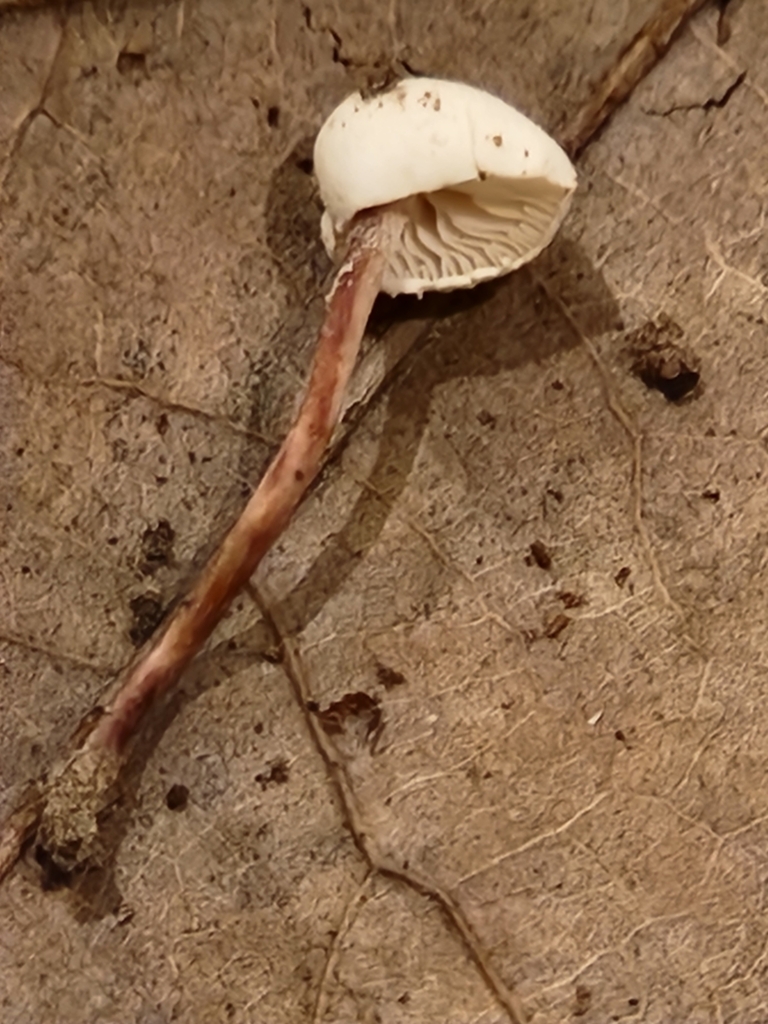 bearded dapperling from Parke County, US-IN, US on August 13, 2022 at ...
