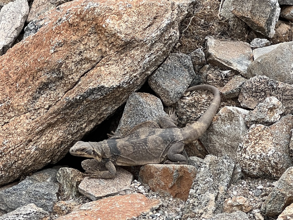 Common Chuckwalla from Skyline Regional Park, Buckeye, AZ, US on August ...